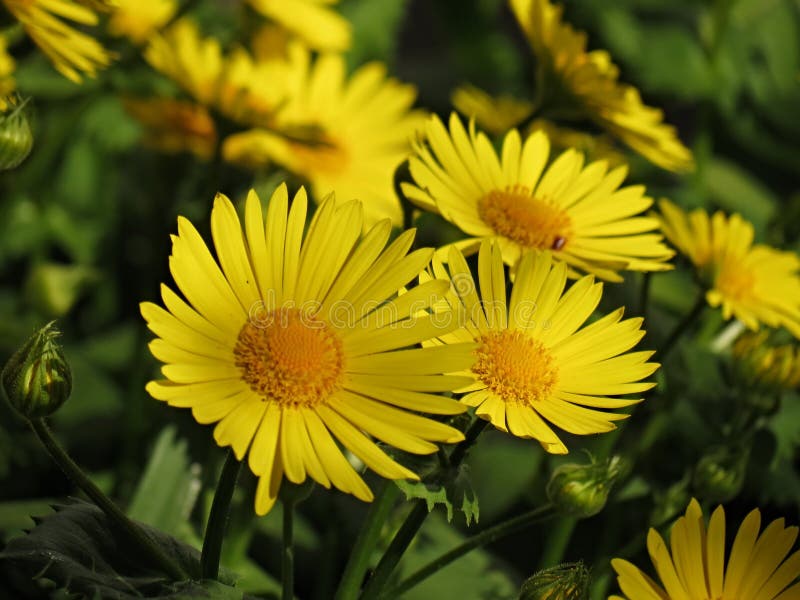Yellow flowers in summer stock photo. Image of texture - 80273212