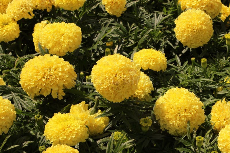 Yellow flowers in summer stock image. Image of flowerbed - 96258989