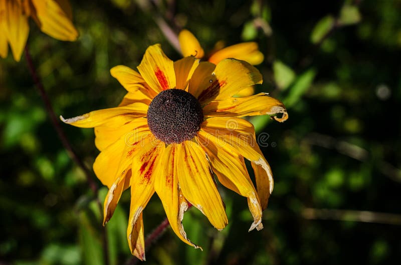 Yellow Flowers in the Summer Garden Stock Photo - Image of aster ...