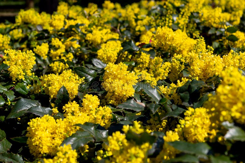 Yellow Flowers. Summer. Nature. Plants. Background. Idea for a Postcard ...