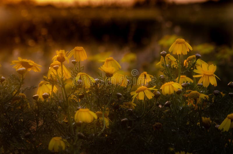 Yellow Flowers with Sunset Backdrop Stock Image - Image of nature ...