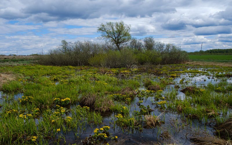 Yellow Flowers In The Swamp In Spring And Cloudy Sky Stock Photo ...