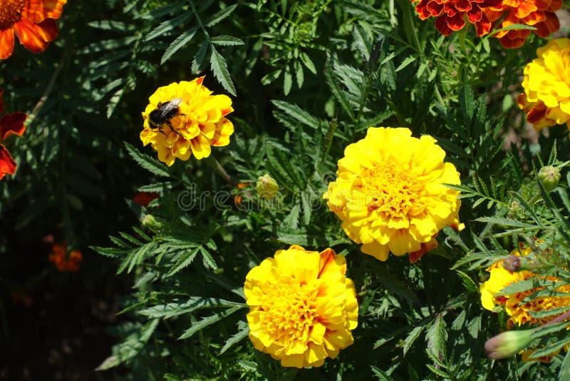 Yellow Flowers of Tagetes Patula in August Stock Image - Image of herb ...