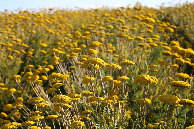 Yellow Flowers of Tansy with Green Foliage Stock Photo - Image of ...