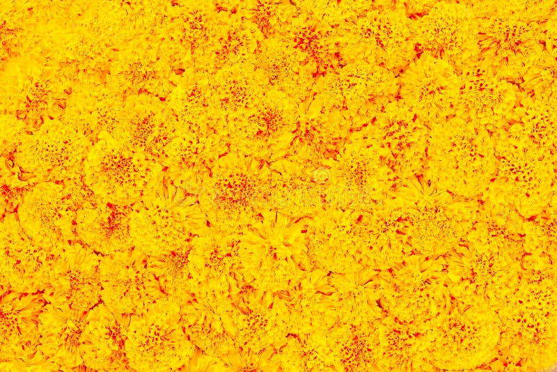 Yellow Flowers Texture Background Stock Photo - Image of flower ...