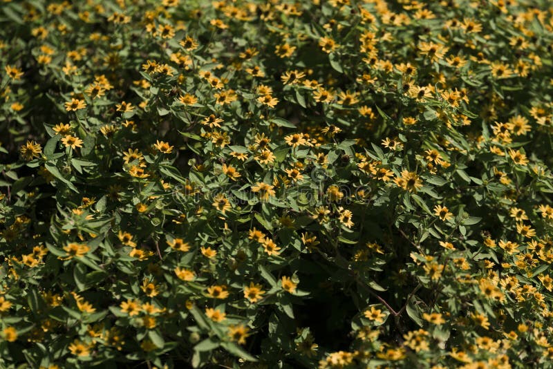 Yellow flowers texture stock photo. Image of fresh, natural - 78086896
