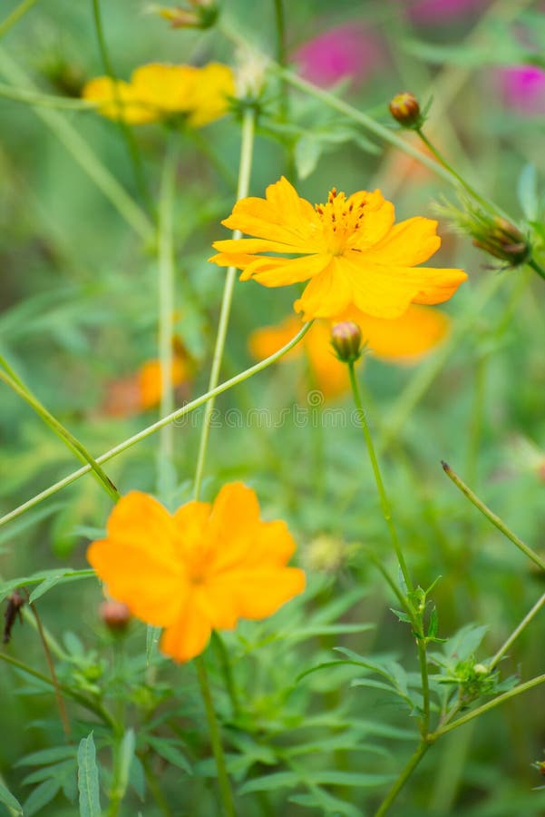 Yellow flowers stock photo. Image of flower, field, color - 38725704