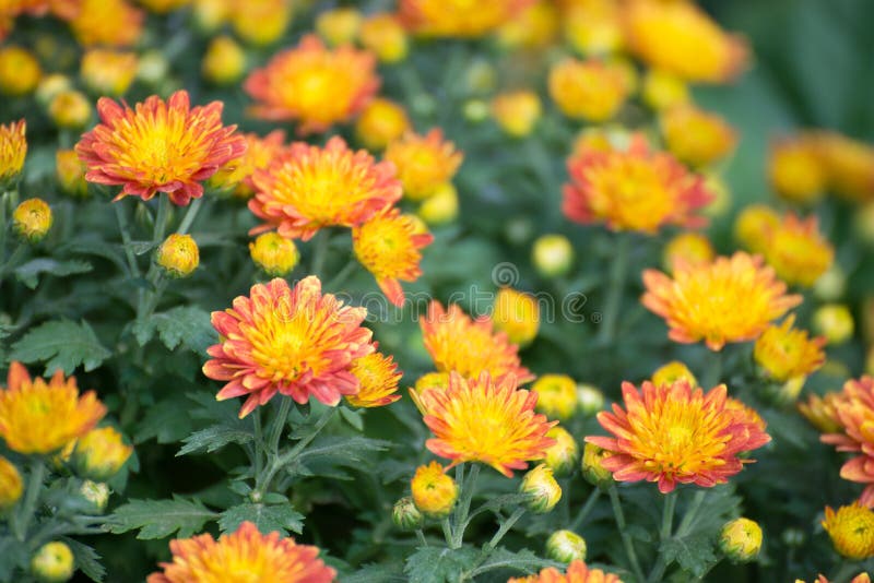Yellow flowers stock image. Image of field, natural, beautiful - 38726565