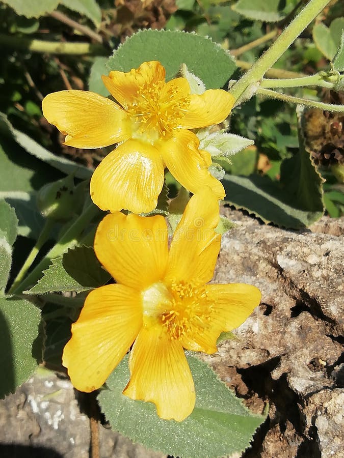 Yellow Flowers To so Many Different Colors Stock Image - Image of ...