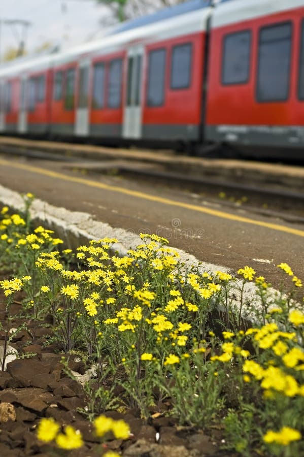 Yellow Flowers With Train Picture. Image: 4876096