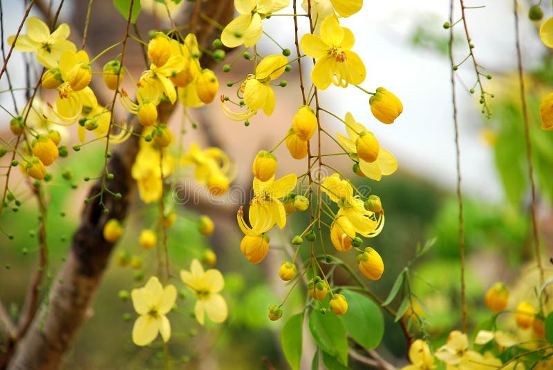 Yellow flowers tree stock image. Image of green, greenish - 2613387