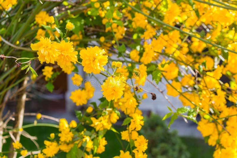 Yellow Flowers on Tree Branches Stock Image - Image of flowers, flora ...