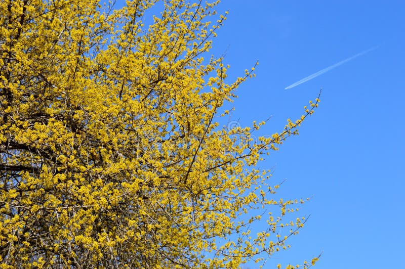 Yellow flowers on the tree stock photo. Image of flower - 142878770