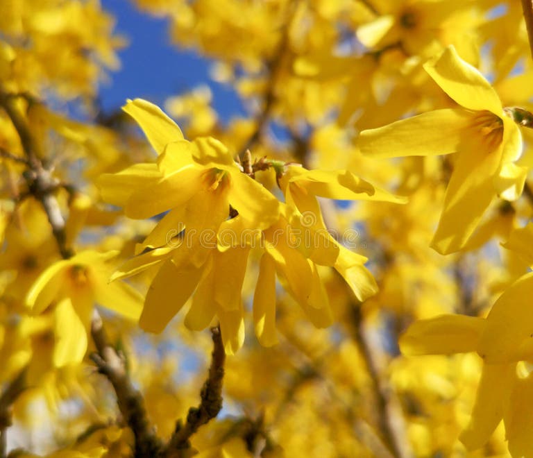 Yellow Flowers on a Tree in Spring Stock Image - Image of fresh, flora ...