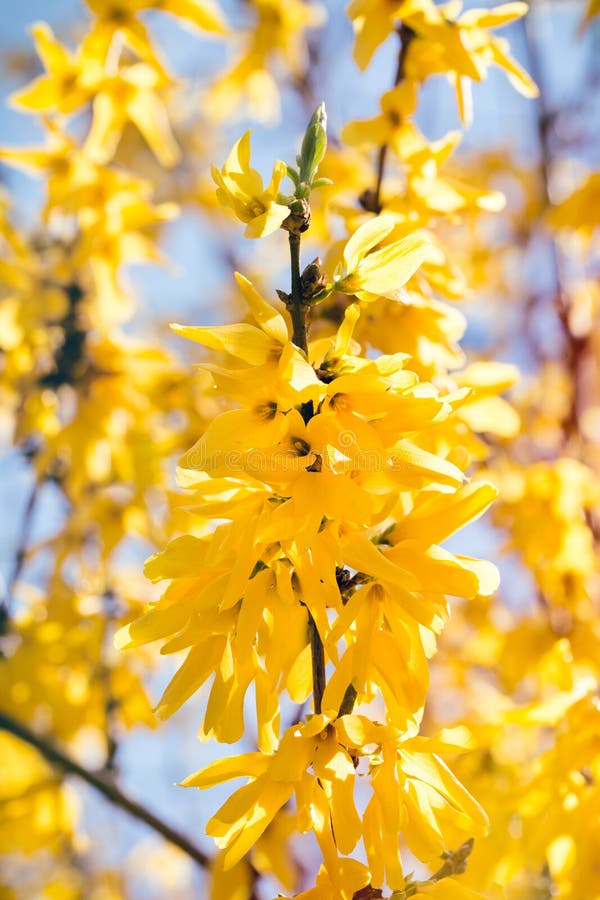 Yellow Flowers on Tree - Springtime Stock Photo - Image of head, fruit ...