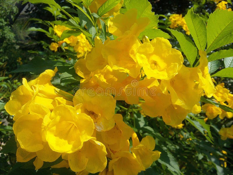 Yellow flowers on tree. stock photo. Image of flowers - 52864492