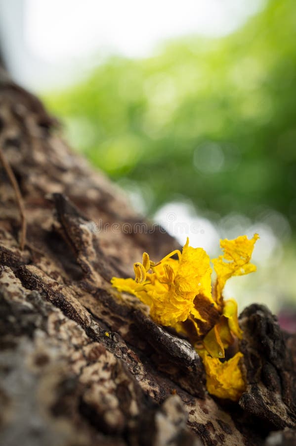 234 Sere Tree Background Stock Photos - Free & Royalty-Free Stock ...