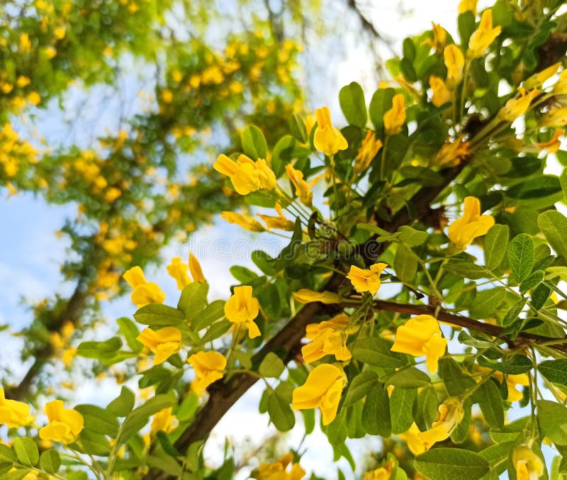 Yellow flowers on a tree stock photo. Image of flowers - 191441744