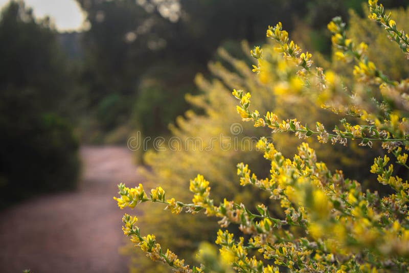 Yellow Flowers and Trees Near the Path in a Park Stock Photo - Image of ...