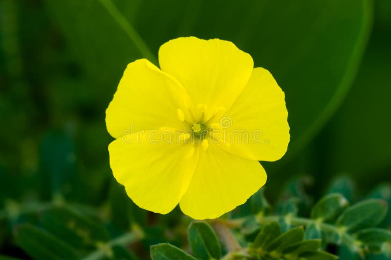 Yellow Flowers of Tribulus Terrestris Plant Stock Photo - Image of ...