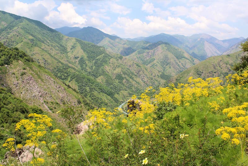 Umbelliiferae Stock Photos - Free & Royalty-Free Stock Photos from ...