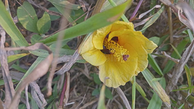 Yellow Flowers of Waru Plant Stock Photo - Image of flower, produce ...