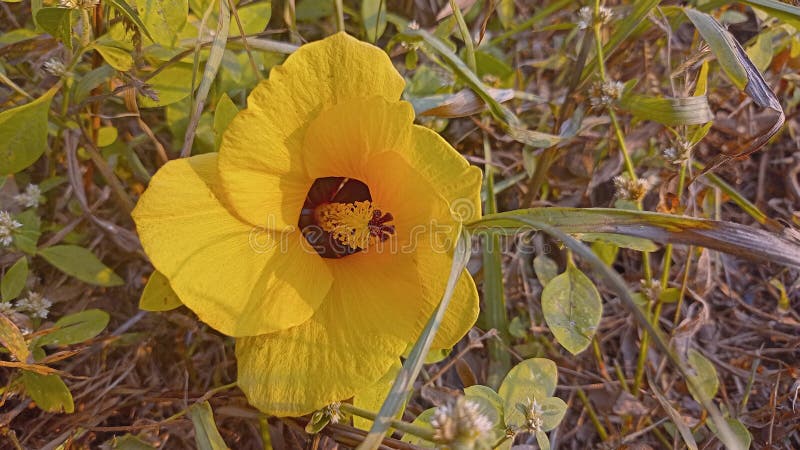 Yellow Flowers of Waru Plant Stock Image - Image of petal, food: 289901129