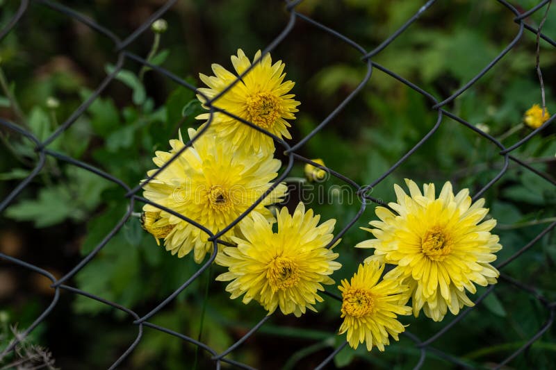 Yellow Flowers Were Trapped Behind the Fence Stock Photo - Image of ...