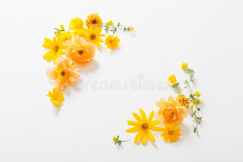 Yellow Flowers On White Background Stock Image - Image of leaf, design ...