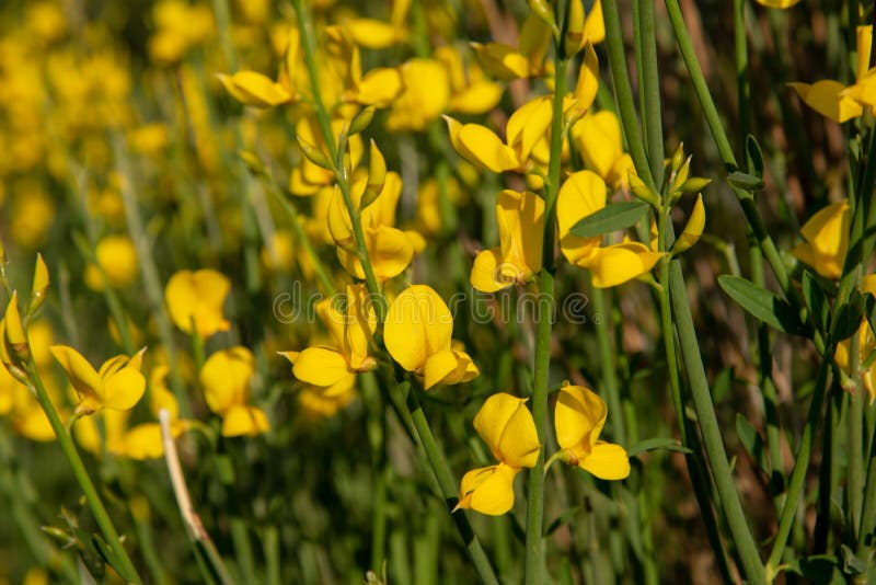 These are Yellow Flowers of Wild Genista. Background Stock Photo ...