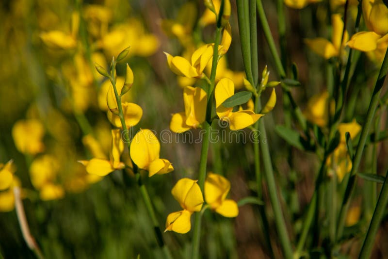 These are Yellow Flowers of Wild Genista. Background Stock Photo ...