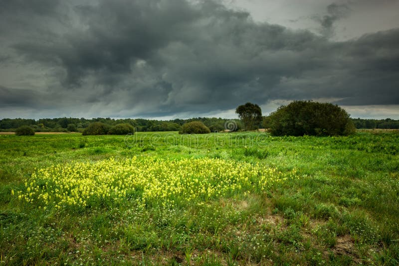 Yellow Flowers in a Wild Meadow and Storm Clouds Stock Photo - Image of ...