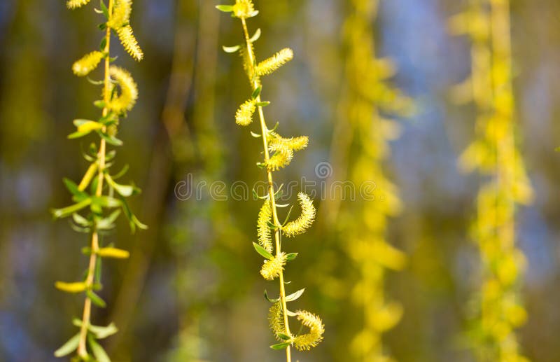 Yellow Flowers on Willow Branches in Spring Stock Image - Image of ...