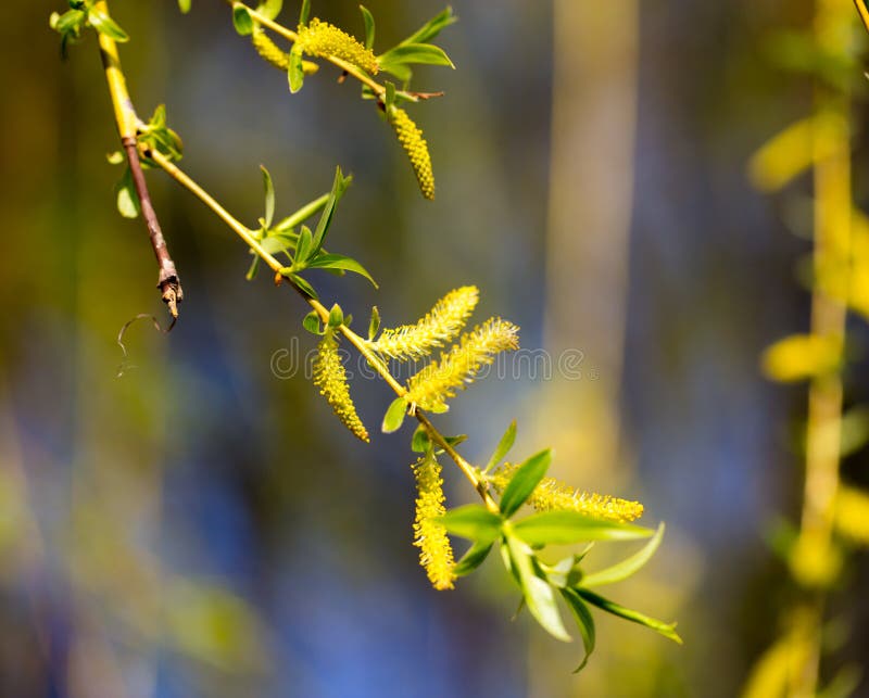 Yellow Flowers on Willow Branches in Spring Stock Photo - Image of ...