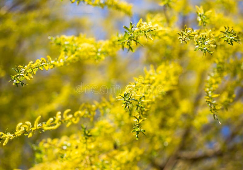 Yellow Flowers on Willow Branches in Spring Stock Image - Image of blue ...