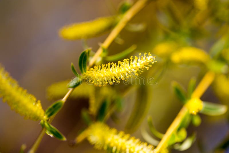 Yellow Flowers on Willow Branches in Spring Stock Photo - Image of ...
