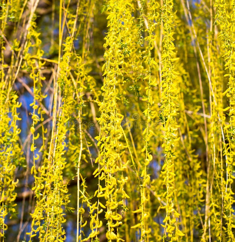 Yellow Flowers on Willow Branches in Spring Stock Image - Image of twig ...