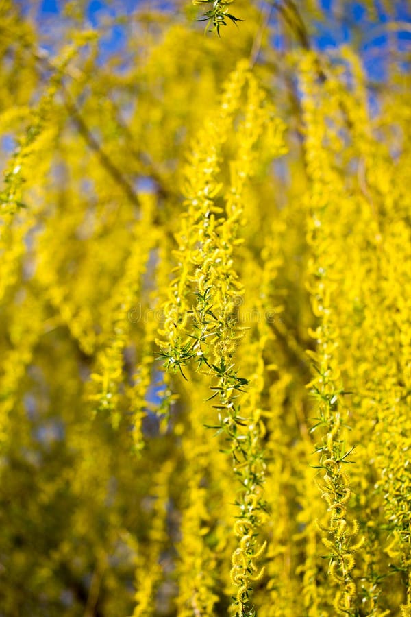Yellow Flowers on Willow Branches in Spring Stock Image - Image of ...