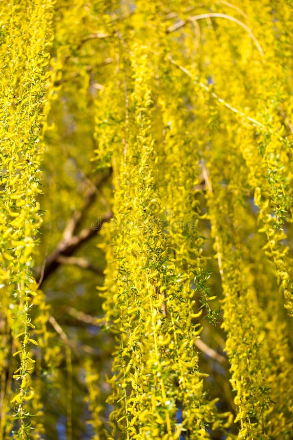 Yellow Flowers on Willow Branches in Spring Stock Image - Image of ...