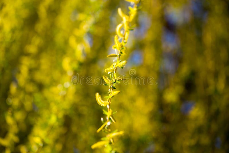 Yellow Flowers on Willow Branches in Spring Stock Image - Image of ...
