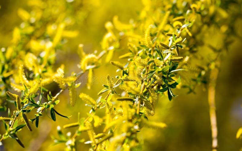 Yellow Flowers on Willow Branches in Spring Stock Photo - Image of ...