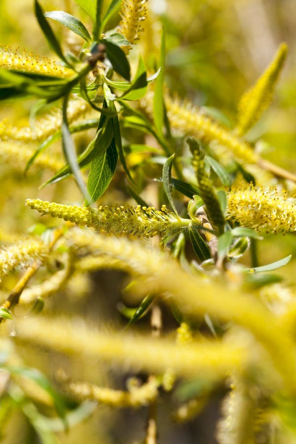 Yellow flowers willow stock image. Image of beauty, park - 130439493