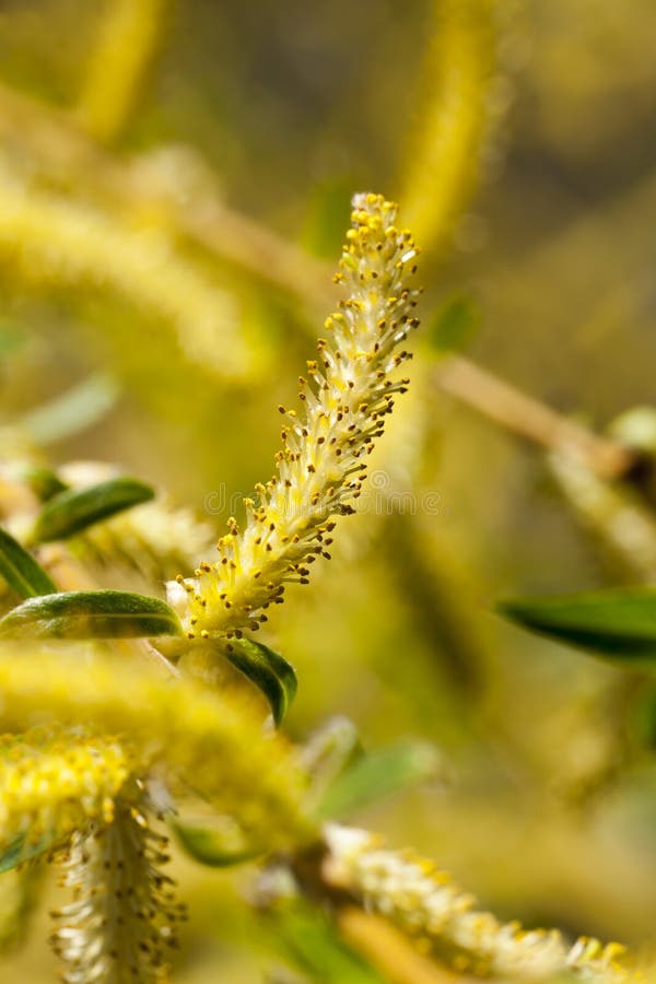 Yellow flowers willow stock photo. Image of fluffy, botanical - 130511236