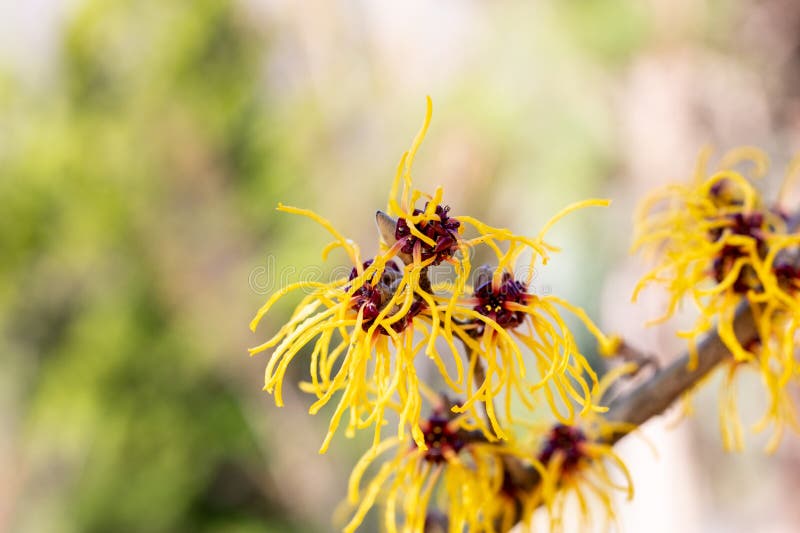 Yellow Flowers Witch Hazel Blossoms in Early Spring. Stock Photo ...