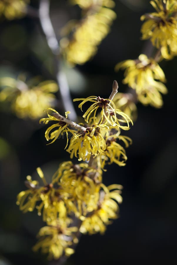 Yellow Witch Hazel Blooms stock photo. Image of floral - 132755720