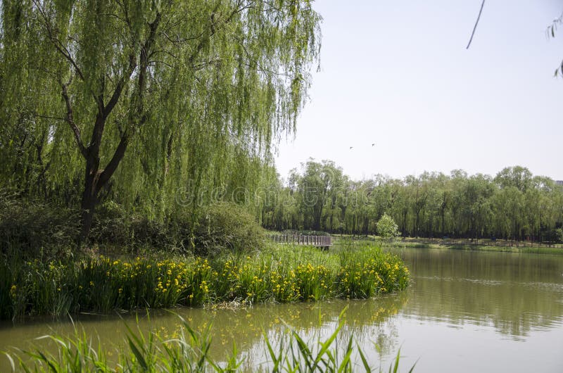 Yellow Flowers and Wood Bridge Stock Image - Image of yellow ...