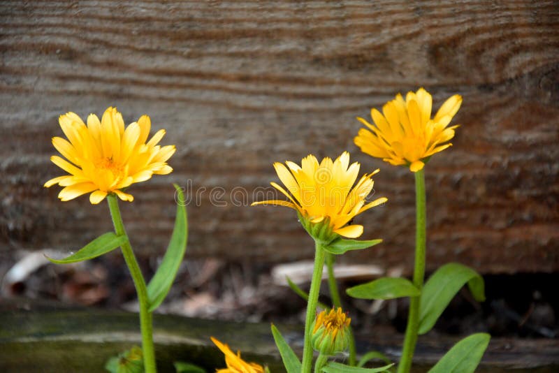 Yellow Flowers on a Wooden Background Stock Image - Image of sunny ...