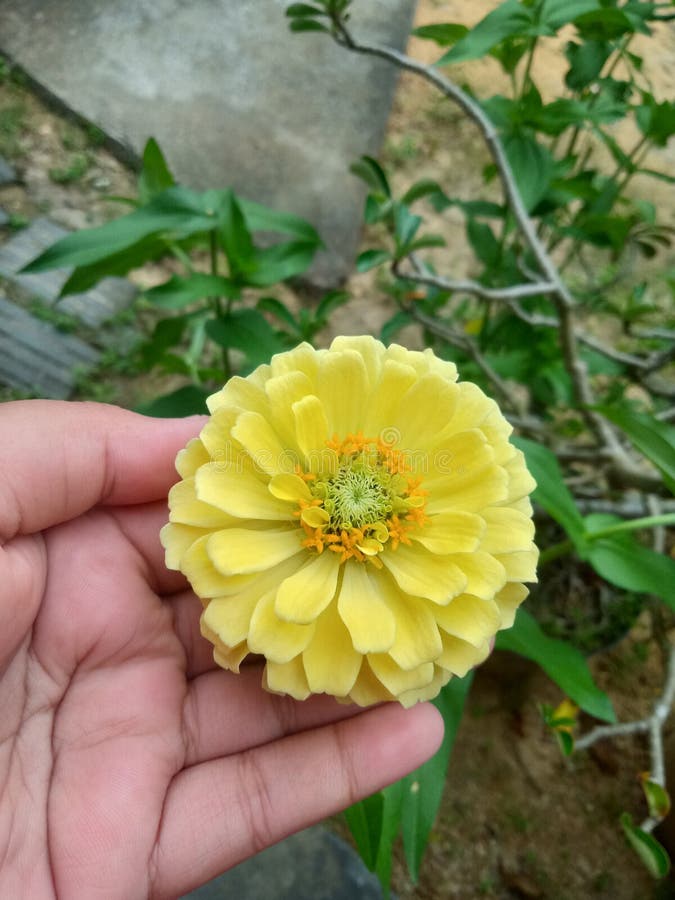 Yellow flowr in the garden stock photo. Image of beautiful - 265653792