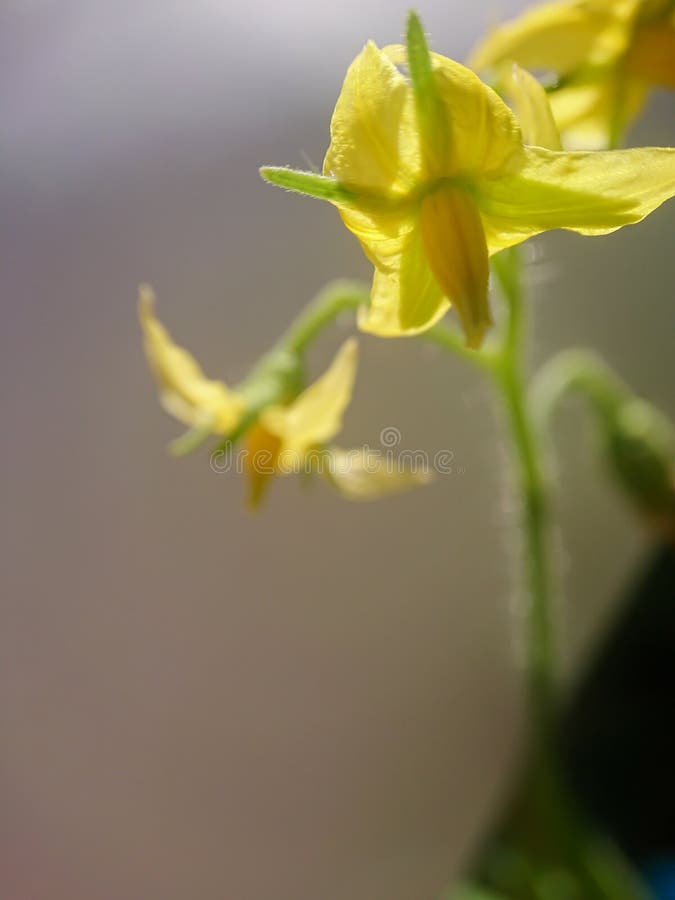 Yellow flowr stock image. Image of produce, garden, flower - 226342187