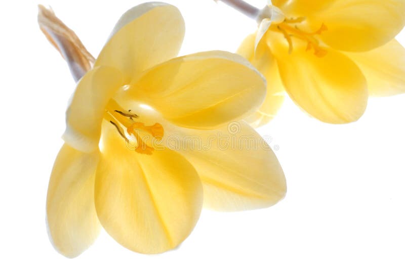 Yellow flowrs stock photo. Image of nature, object, perfume - 2161416